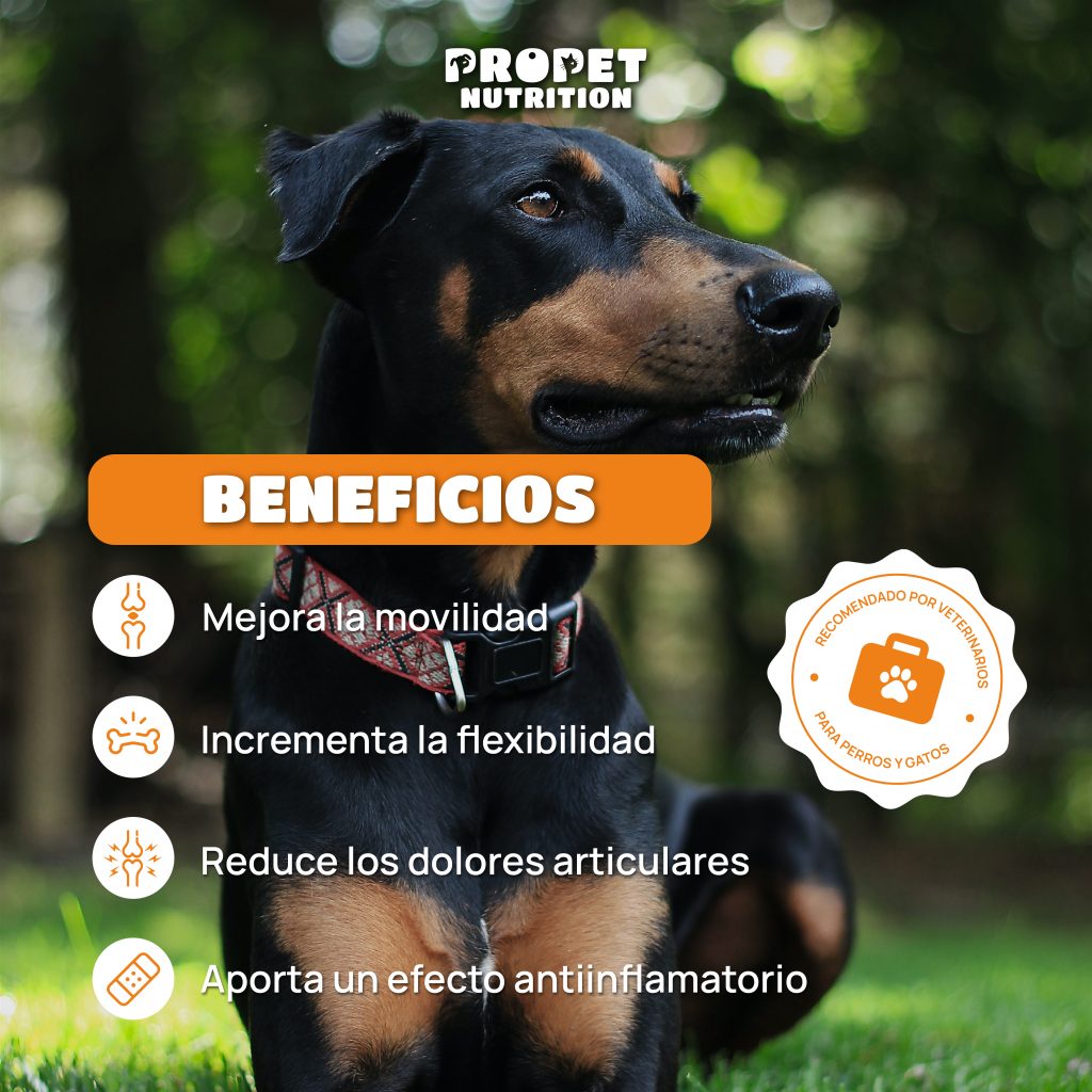 Condroprotector Perros Razas Grandes - PROPET NUTRITION